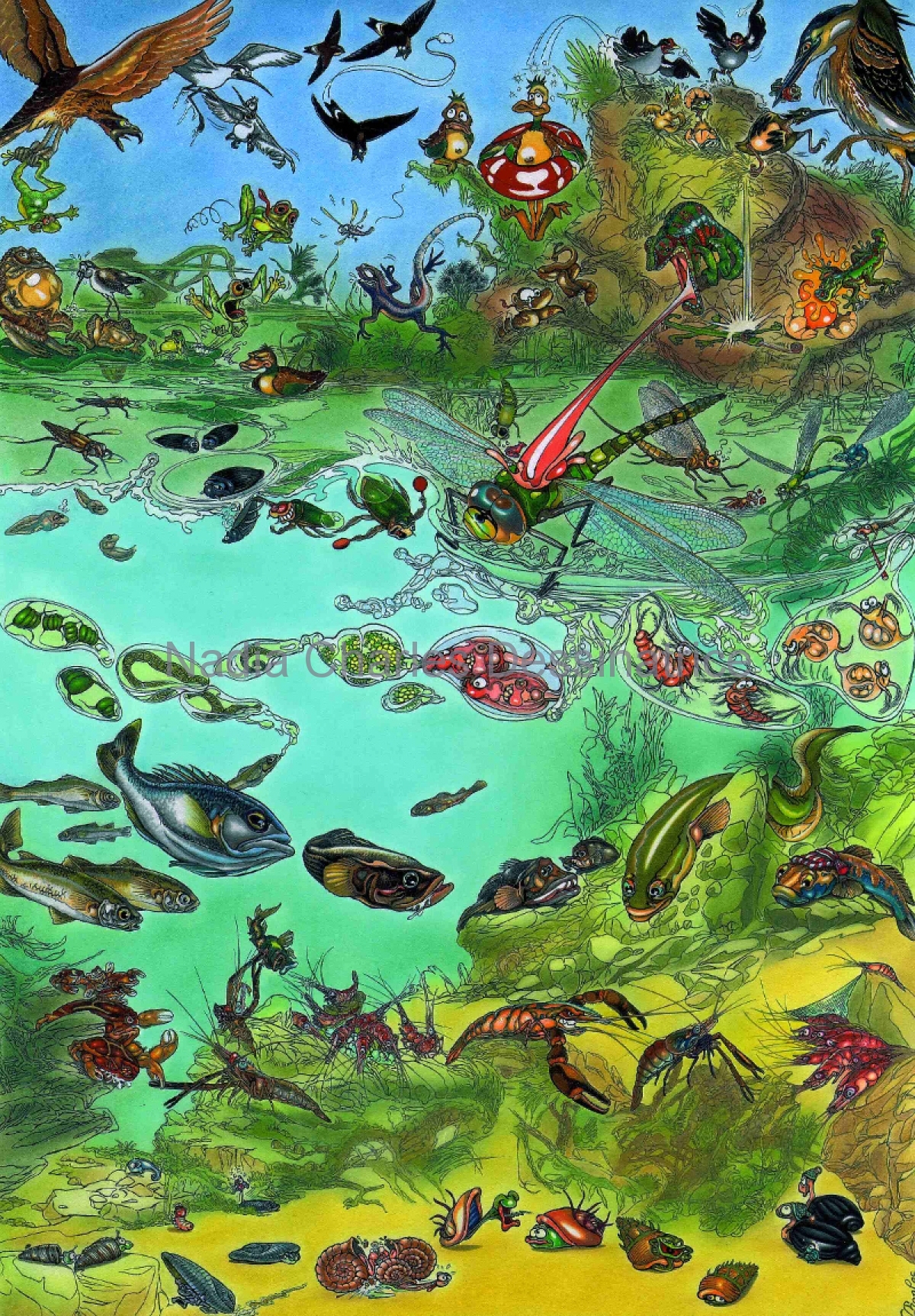 Illustrations Divers – Nadia Charles Dessinatrice